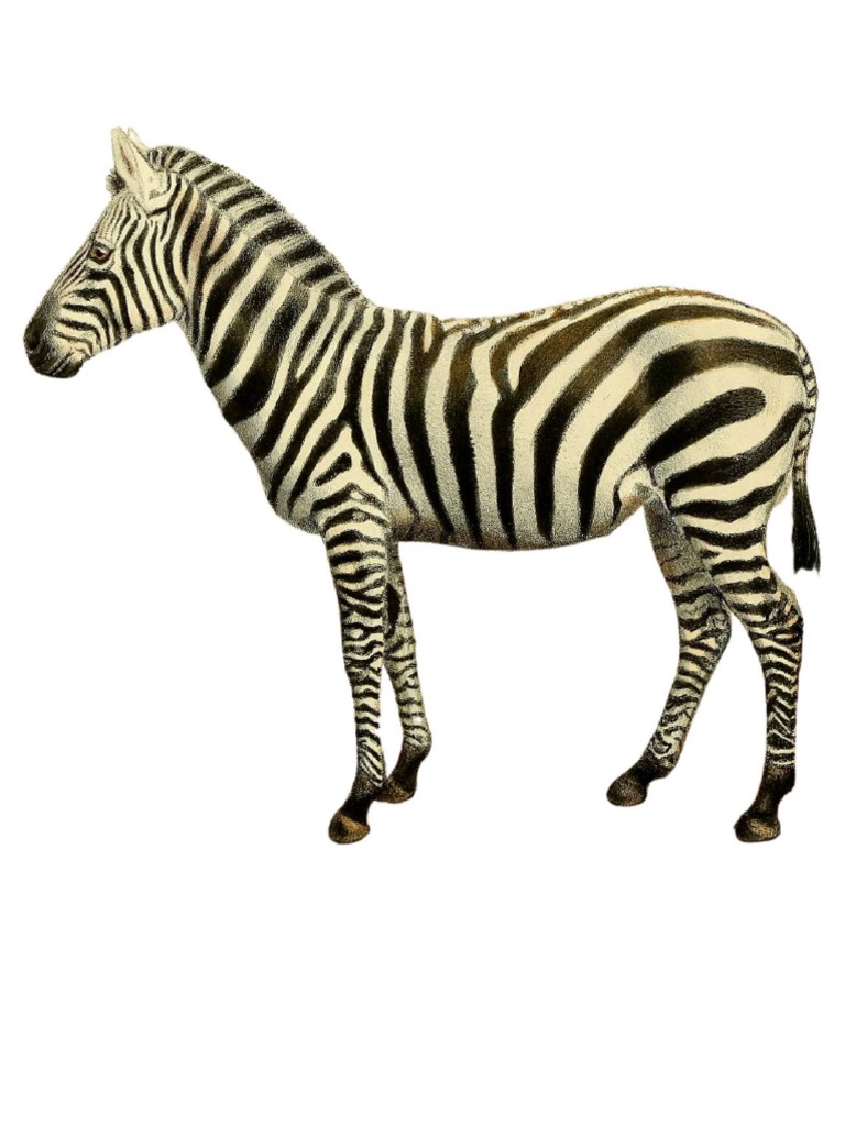 Zebra PDF | PDF