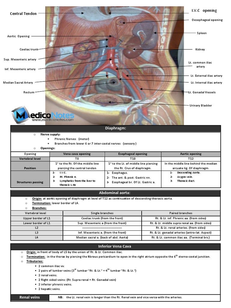 Diaphragm + Abdominal Aorta + IVC + Liver | PDF | Aorta | Esophagus