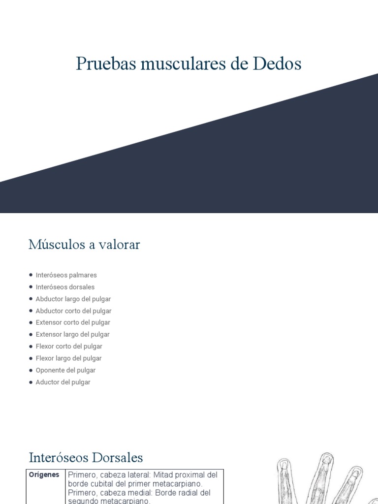 Pruebas Musculares de Dedos | PDF | Mano | Anatomía