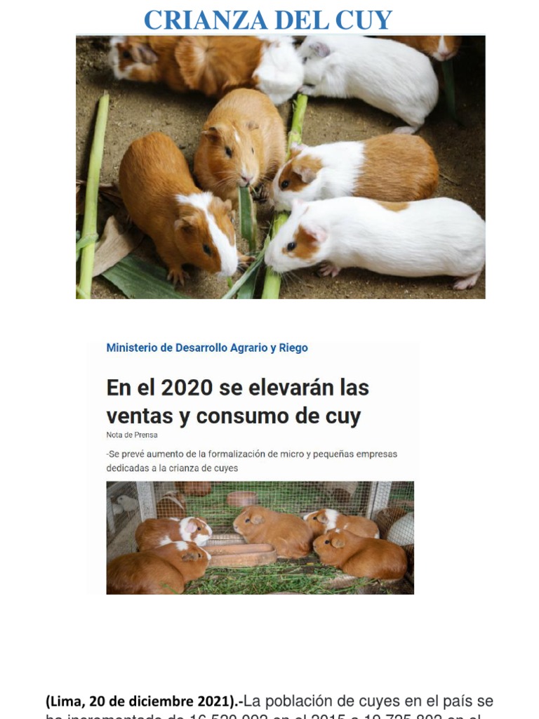 Crianza Del Cuy | PDF | Conejillo de indias | Amamantamiento