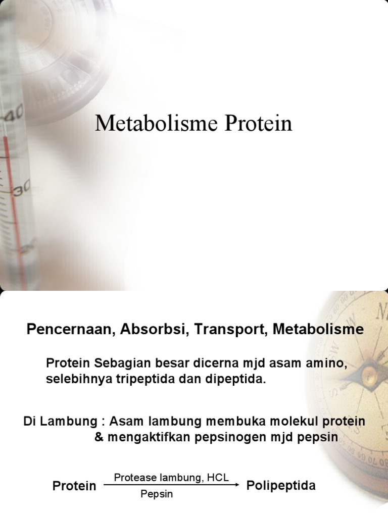Metabolisme Protein | PDF