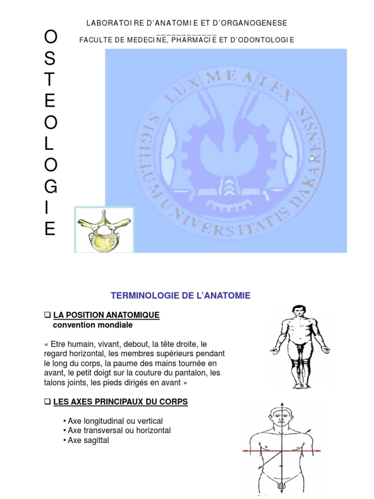 TP Osteo | PDF | Vertèbre | Appareil locomoteur