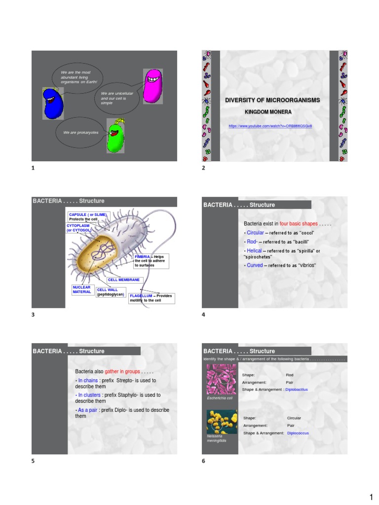 Kingdom Monera | PDF | Bacteria | Cell (Biology)