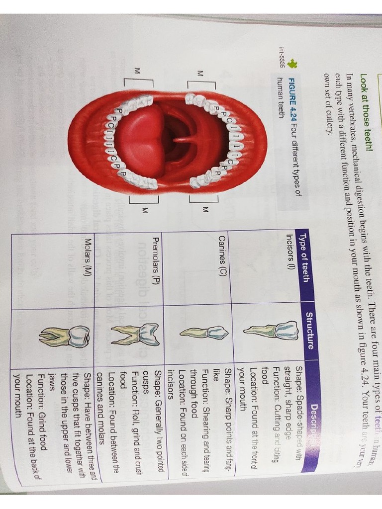 Digestive System Homework | PDF