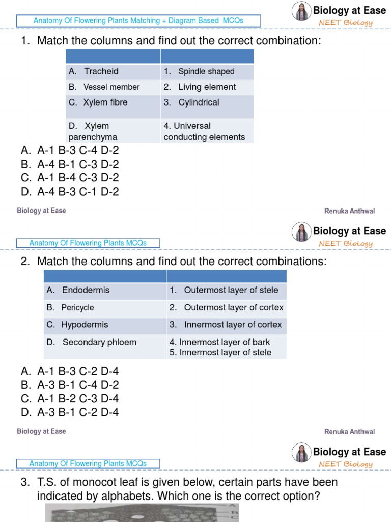 NEET Biology Mock Test - Flowering Plant Anatomy MCQs | PDF | Plant ...
