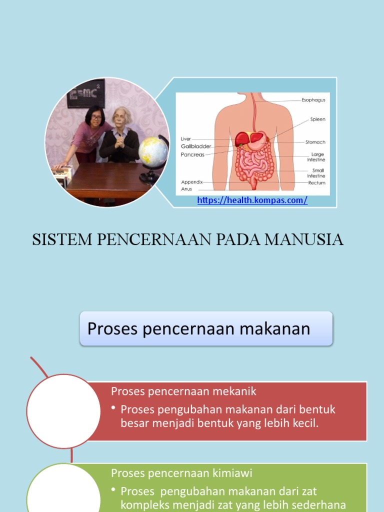 Ipa-Kelas 8 - Sistem Pencernaan Pada Manusia 2 | PDF