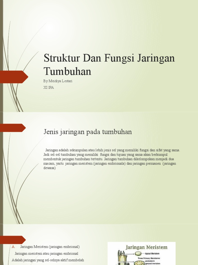 Struktur Dan Fungsi Jaringan Tumbuhan | PDF | Sains & Matematika