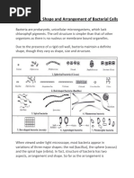 Bacterial Shapes & Classification | PDF | Science & Mathematics