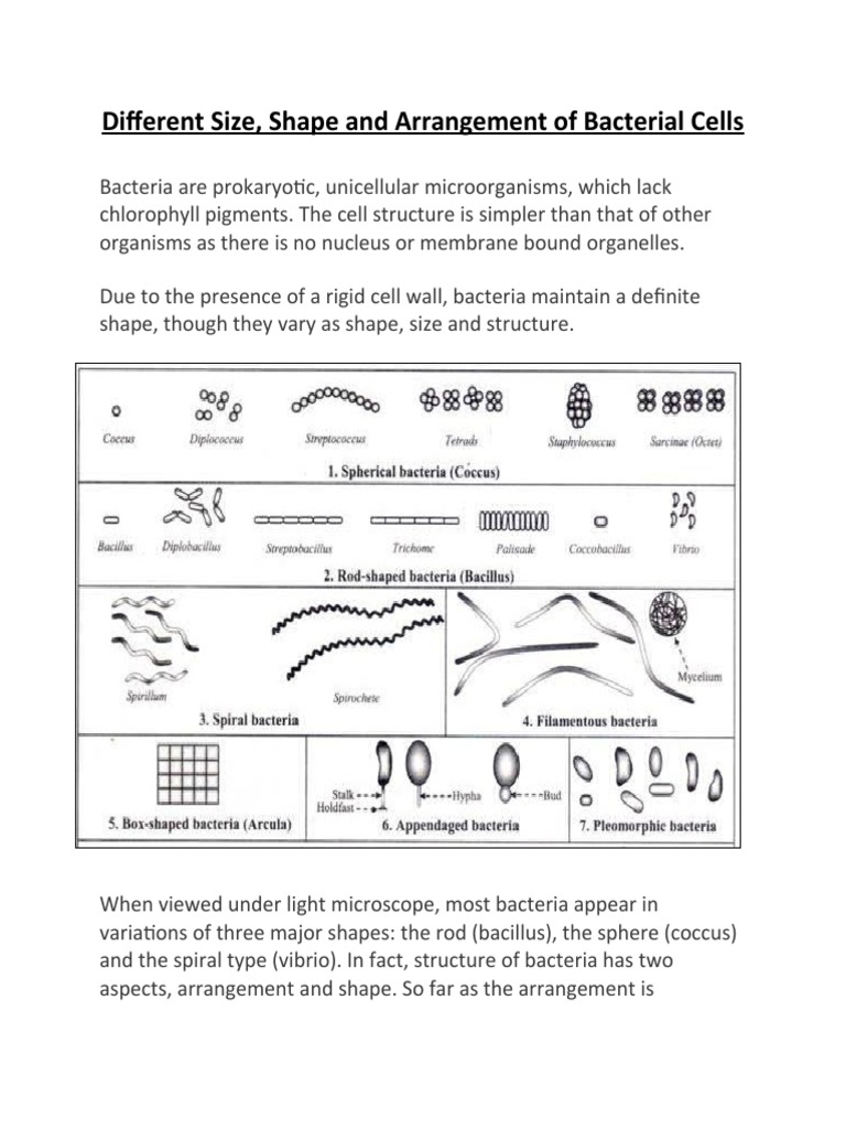 Micro | PDF | Bacteria | Cell (Biology)