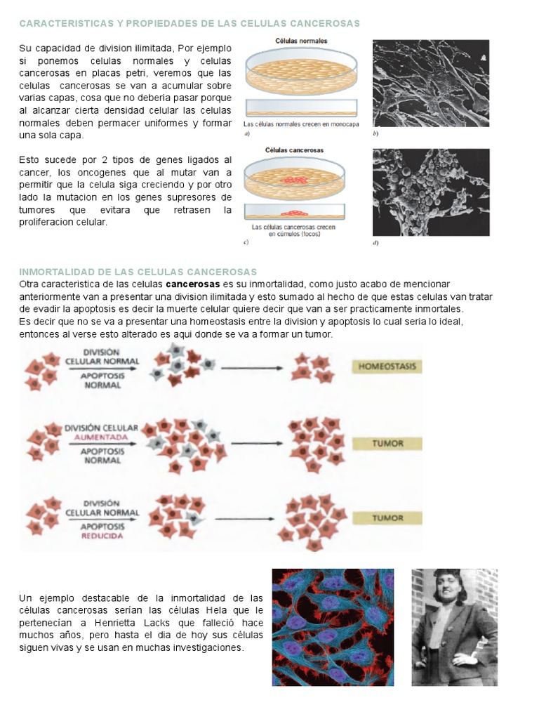 Resumen de Cancer | PDF | Oncogen | Gen supresor de tumores