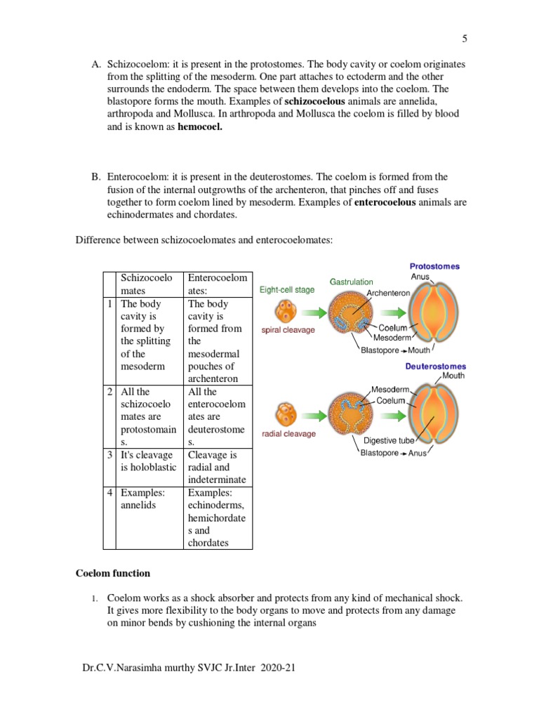 JI UNIT 2 Complete Notes - 5-6 | PDF | Anatomy | Morphology (Biology)