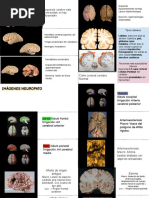 Deterioro Rostrocaudal | PDF