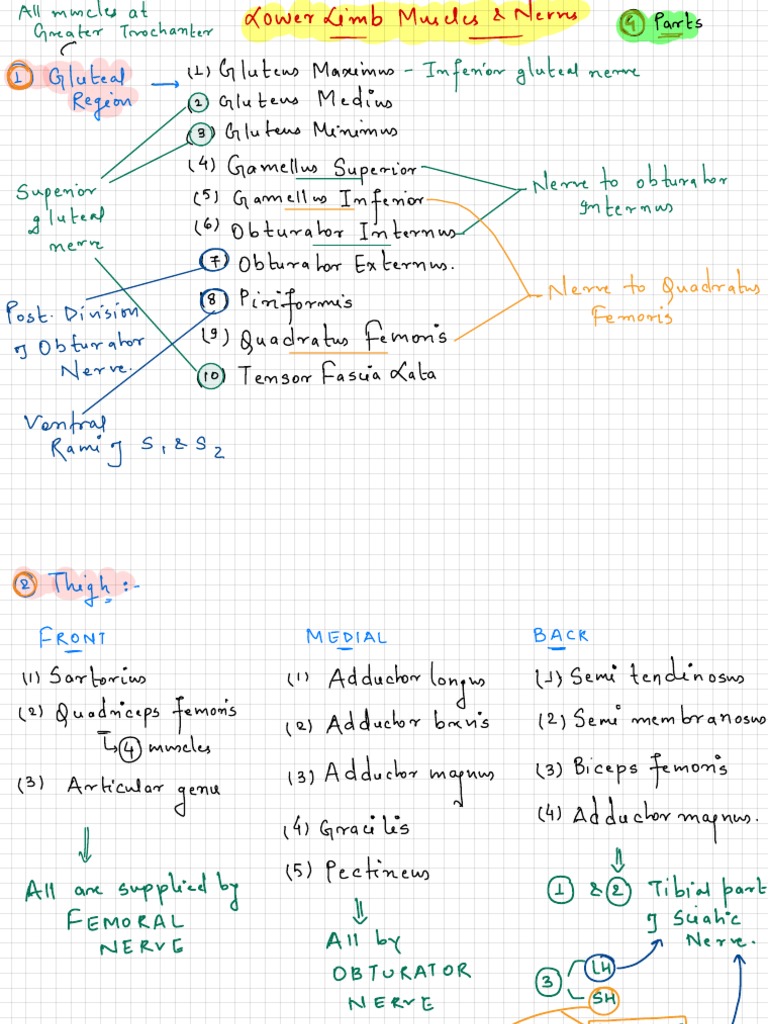 Lower Limb Muscles Nerve Flow Chart | PDF | Human Leg | Musculoskeletal ...