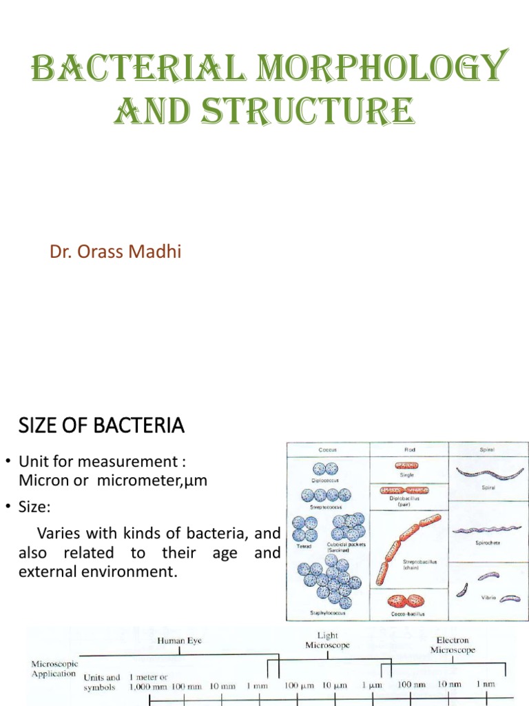Bacterial Morphology & Structure | PDF | Cell (Biology) | Bacteria