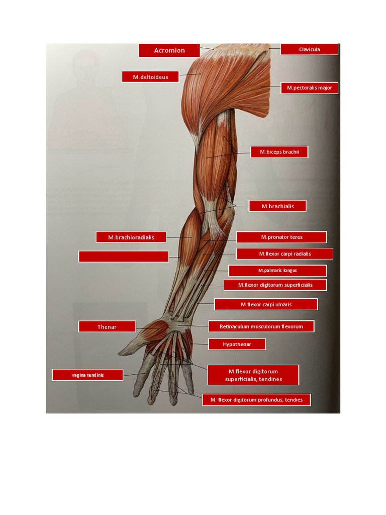 Musculi | PDF