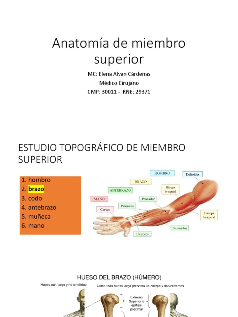 Anatomía de Brazo | Descargar gratis PDF | Codo | Sistema ...