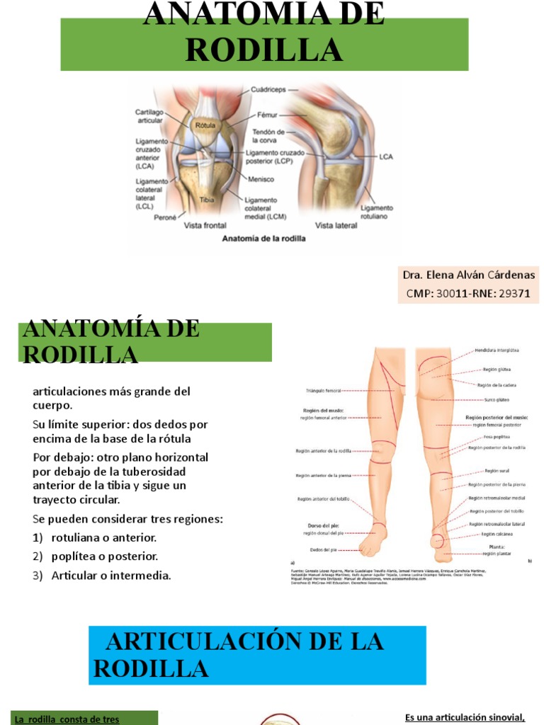 Anatomía De La Articulación De La Rodilla Ppt Anatomía Del Fémur