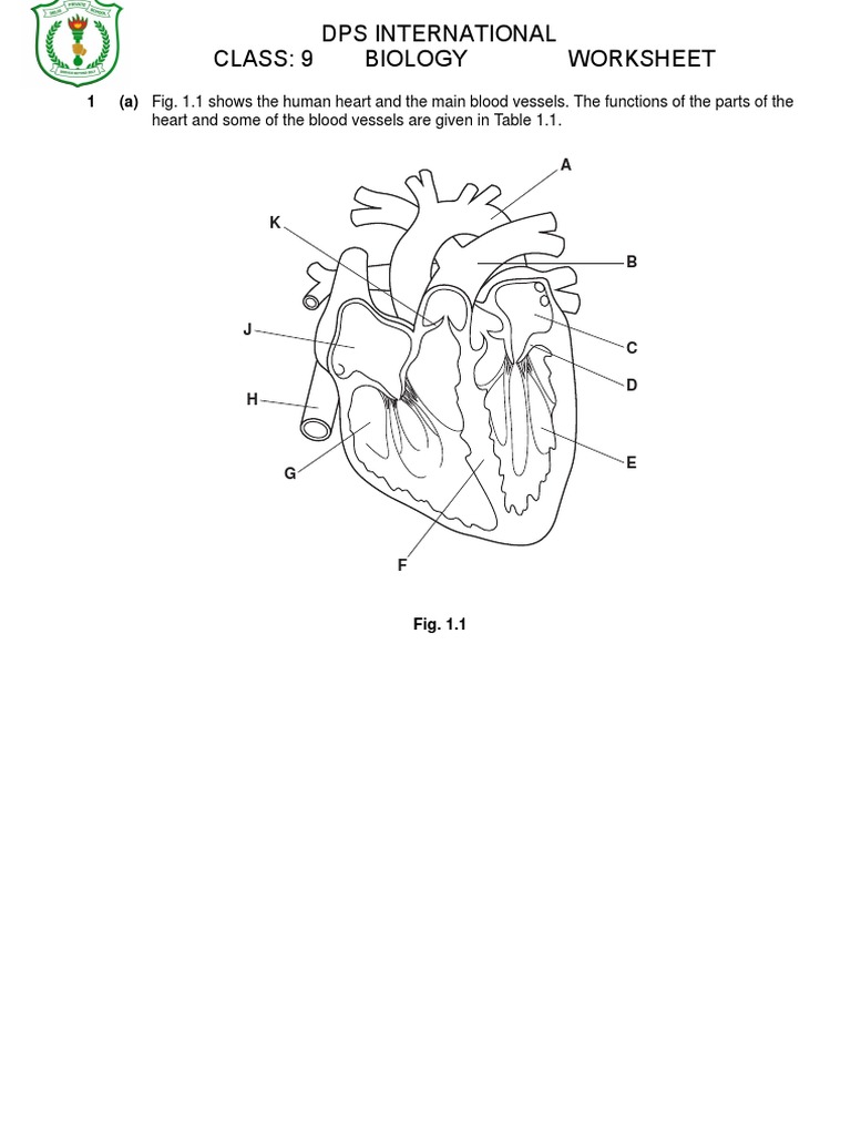 Human Heart and Circulatory System Worksheet | PDF | Heart | Blood