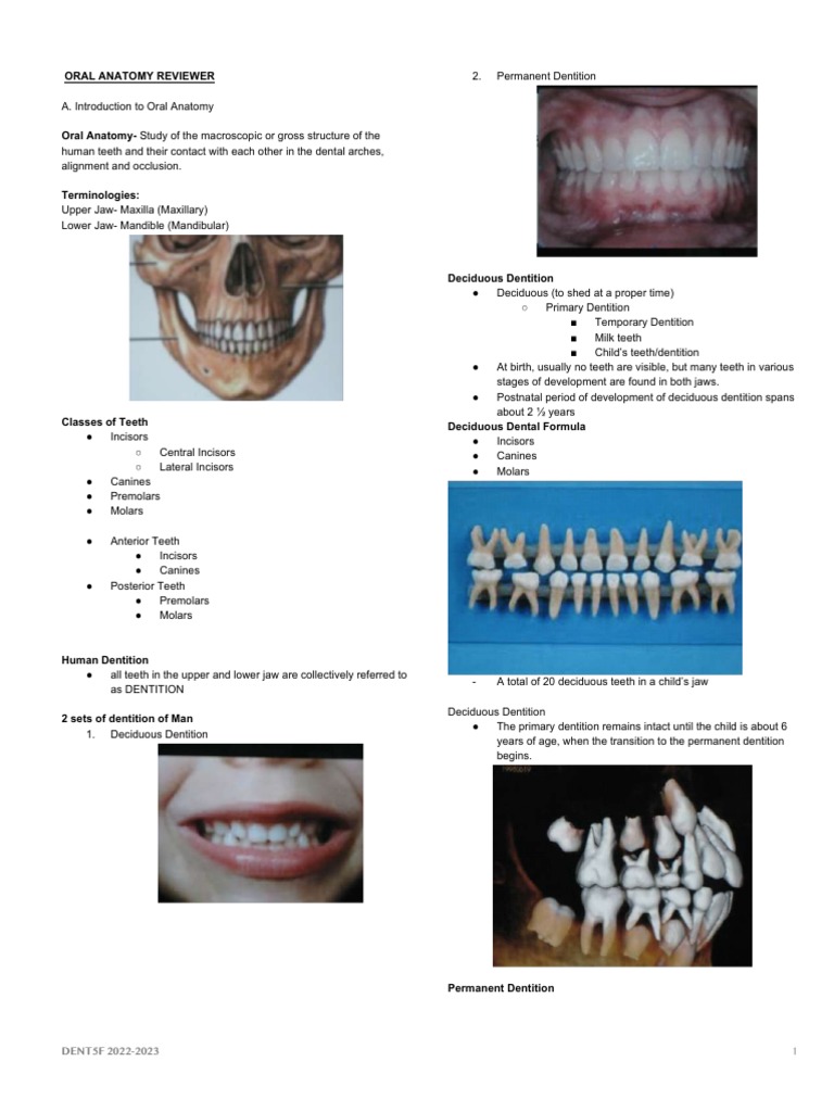 Oral Anatomy Reviewer | PDF | Dental Anatomy | Tooth