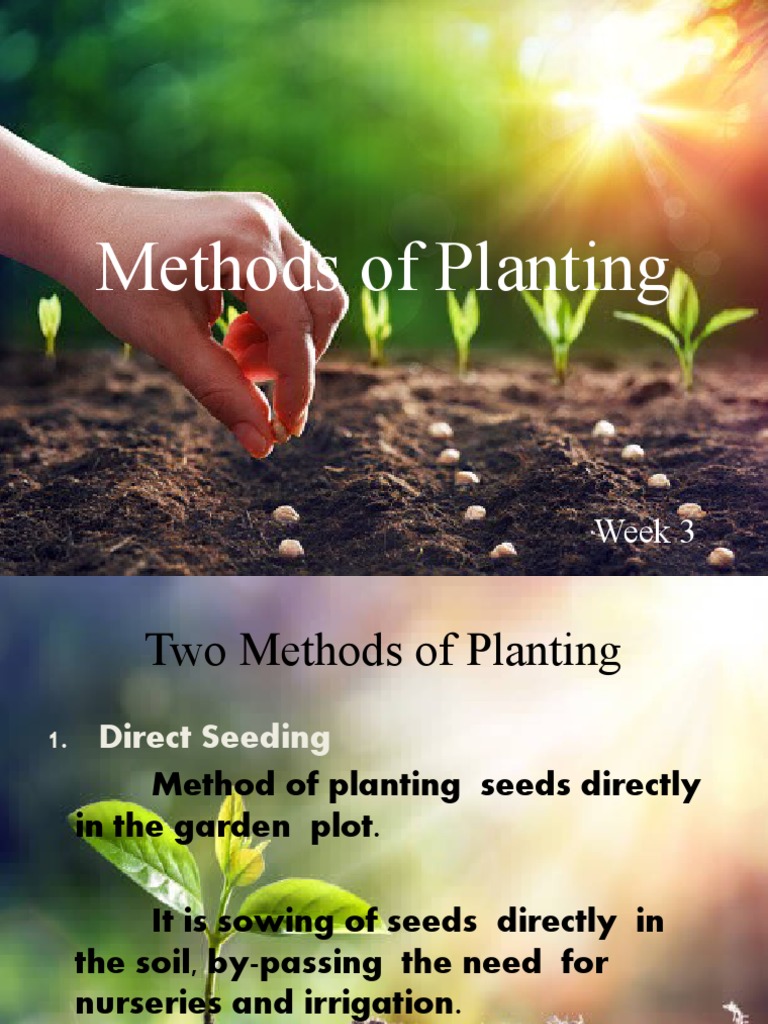 Week 3-4 Methods and WAYS of Planting | PDF | Sowing | Seedling