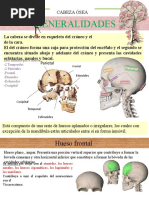 Anatomía de la región superciliar | PDF | Anatomía humana | Cabeza y ...