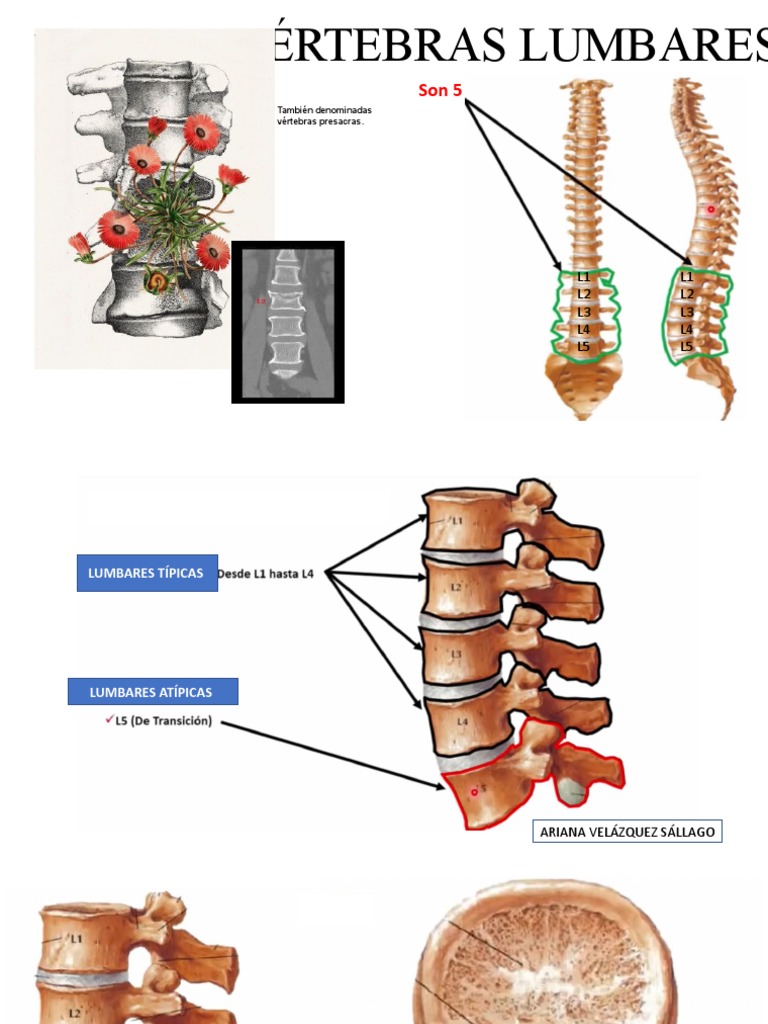 VÉRTEBRAS LUMBARES | PDF