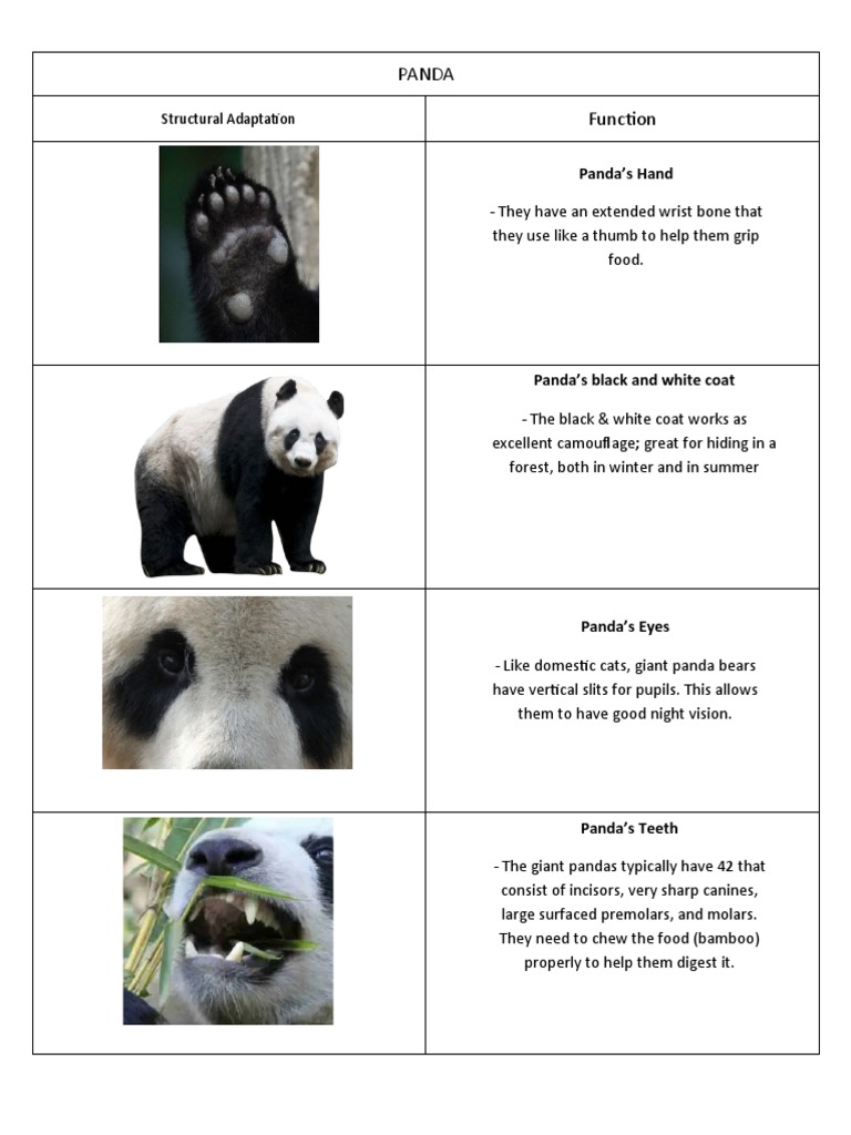 PANDA | PDF