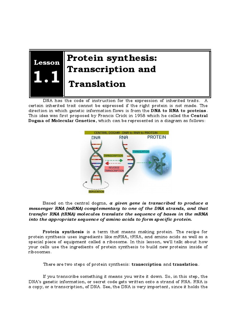 Protein Synthesis Steps Diagram