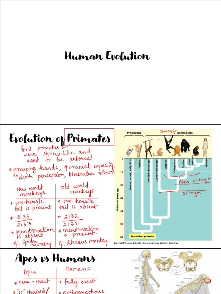 Human Evolution | PDF