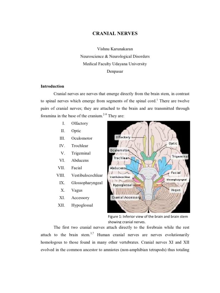 Figure 1: Inferior View of The Brain and Brain Stem Showing Cranial ...