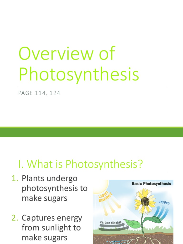 Overview of Photosynthesis | PDF