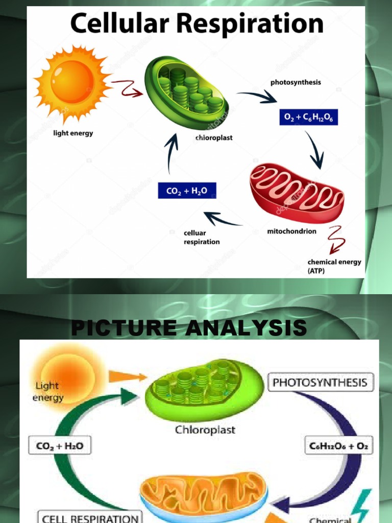 Cellular - Respiration Lecture Ko | PDF | Cellular Respiration | Glycolysis