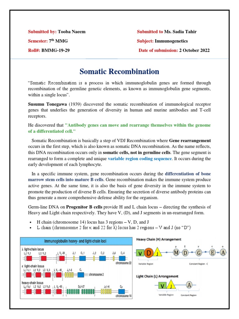 Somatic Recombination | PDF | Gene | Antibody