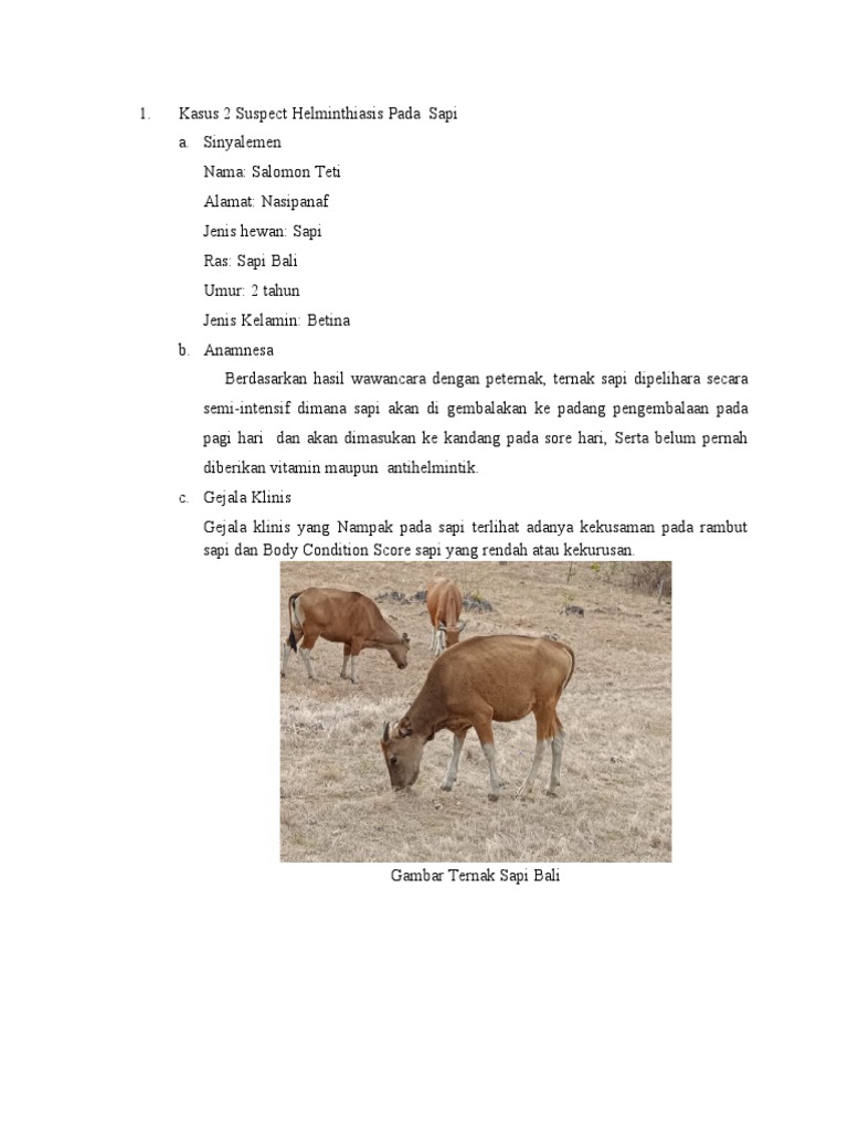 Kasus 2 Suspect Helminthiasis Pada Sapi | PDF