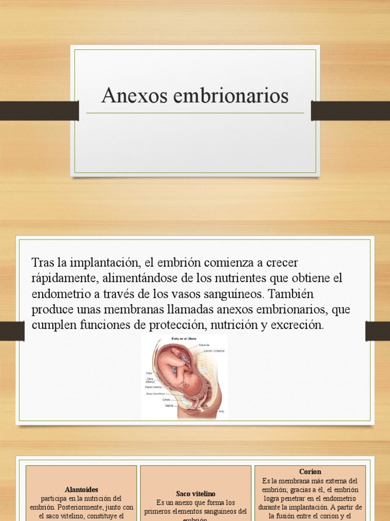Funciones de los Anexos Embrionarios | PDF | Placenta | Implantación ...