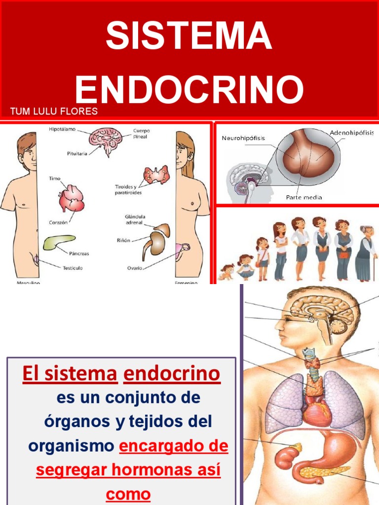 Funciones del Sistema Endocrino | PDF | Sistema endocrino | Glándula ...