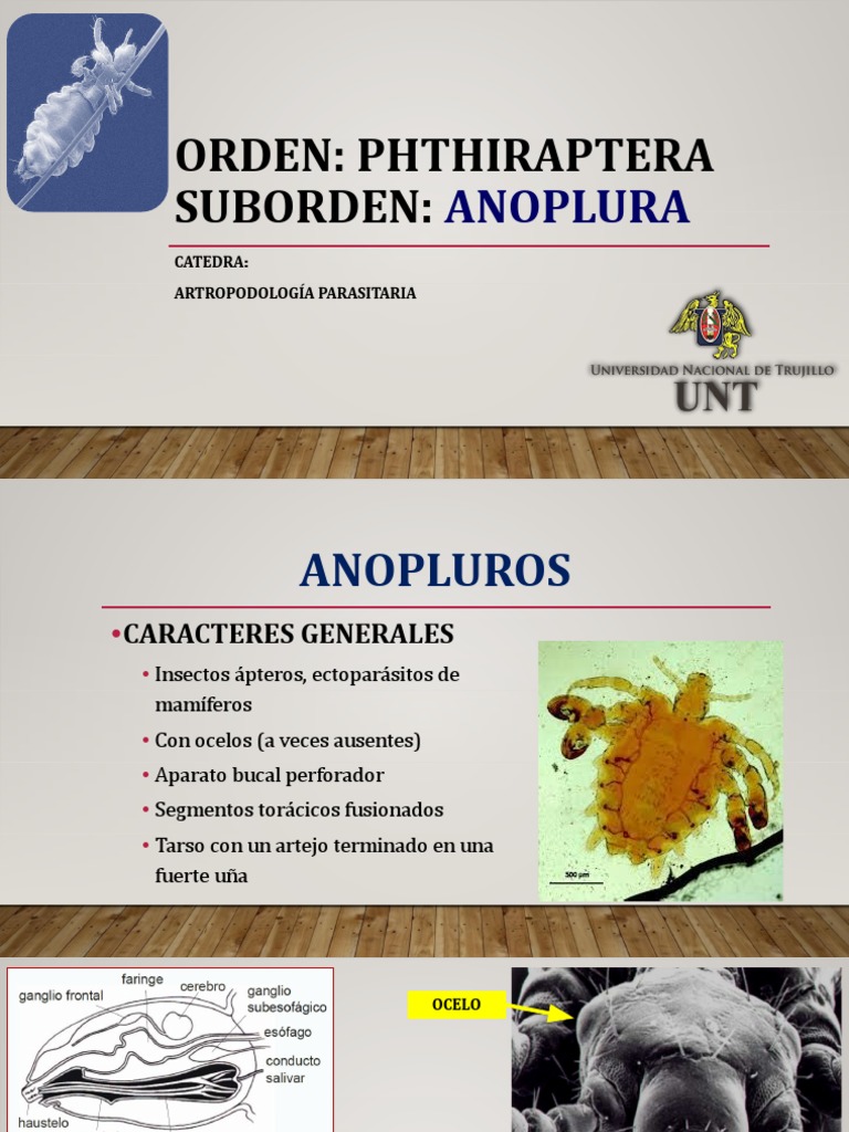 ORDEN | PDF