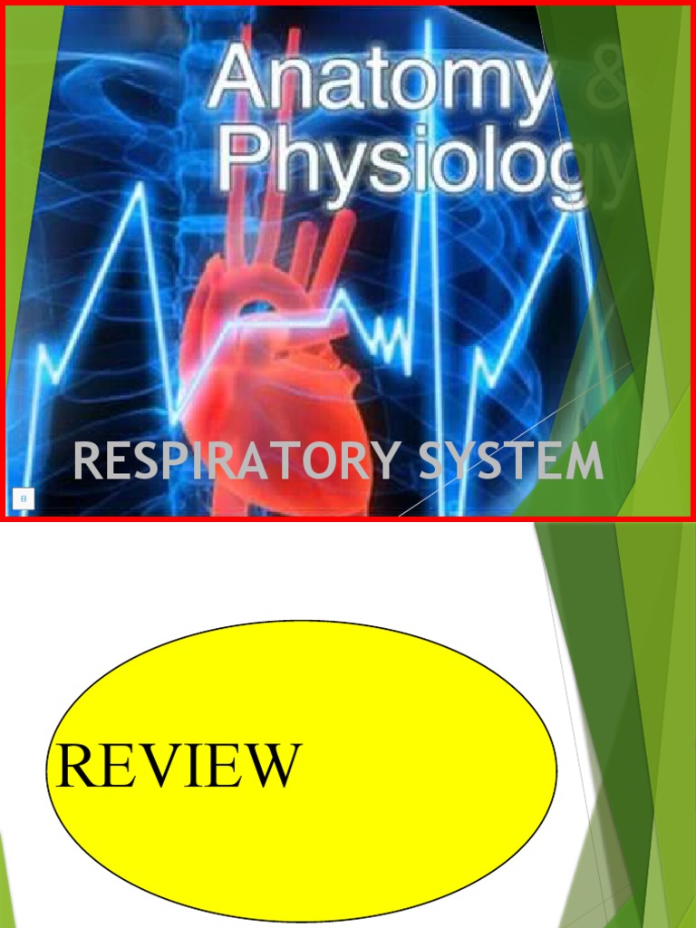 Respiratory System | PDF | Respiratory Tract | Lung