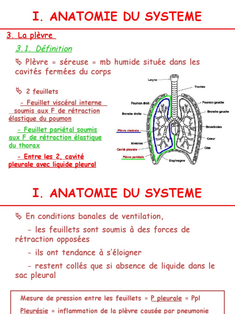 Anatomie et Fonction de la Plèvre | PDF