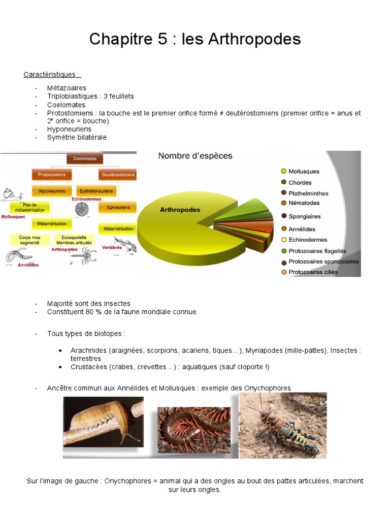 Caractéristiques et classification des arthropodes | PDF | Tractus ...
