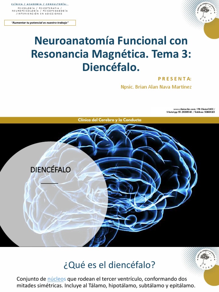Diencéfalo. Curso de Neuroanatomía Con RM PDF | PDF | Tálamo | Hipotálamo