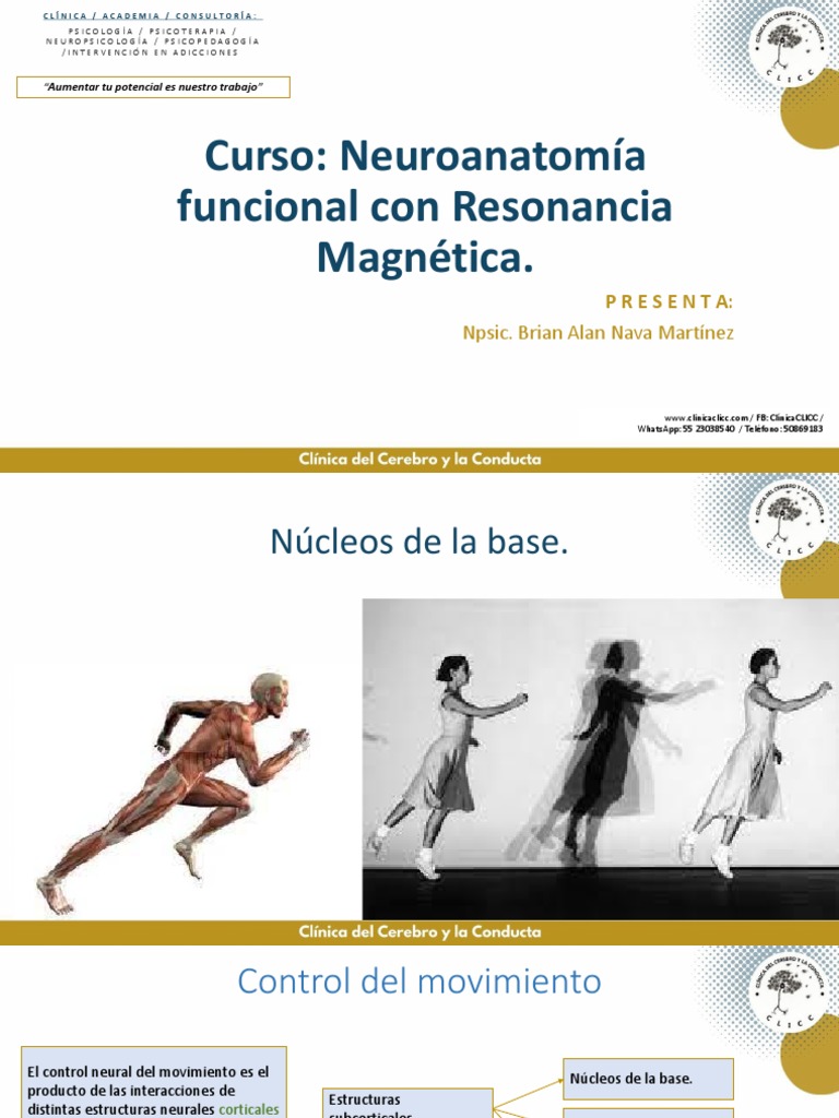 Núcleos de La Base Curso de Neuroanatomía Con RM PDF | PDF | Ganglios ...