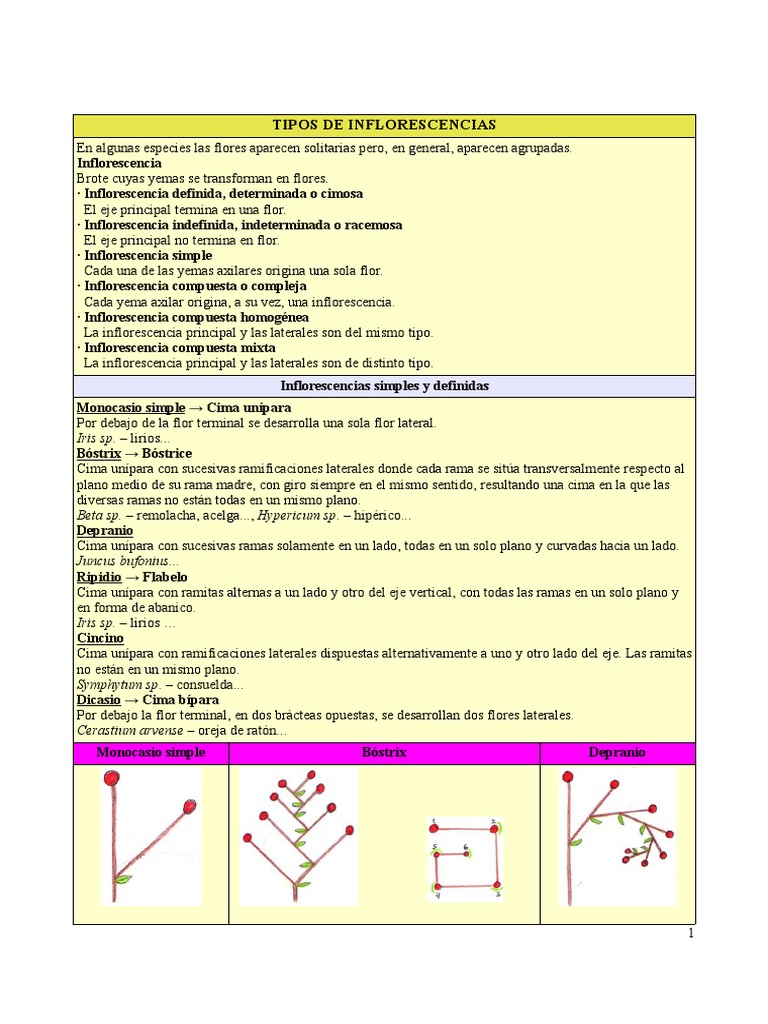 Tipos de Inflorescencias | PDF | Plantas | Flores
