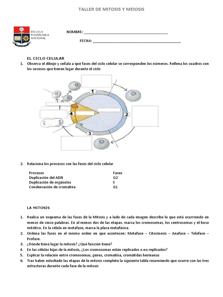 Taller de Mitosis y Meiosis | PDF