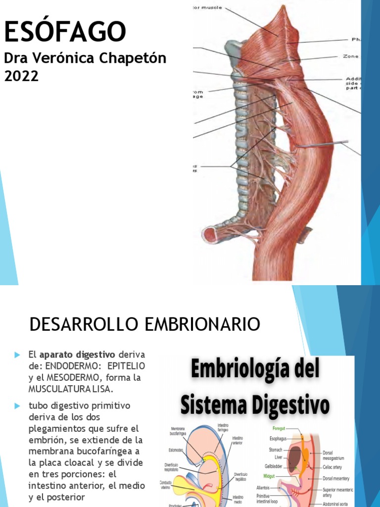 Desarrollo, anatomía y fisiología del esófago y estómago | PDF ...