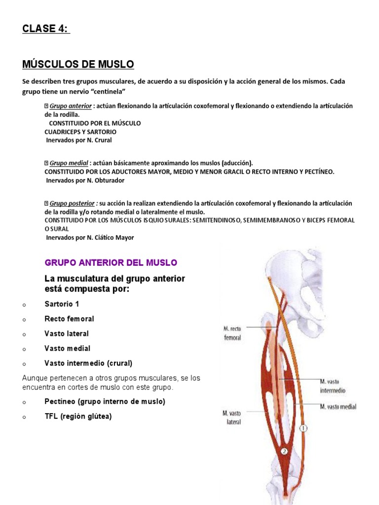 Anatomía de los Músculos del Muslo | PDF | Tejido suave | Anatomía humana