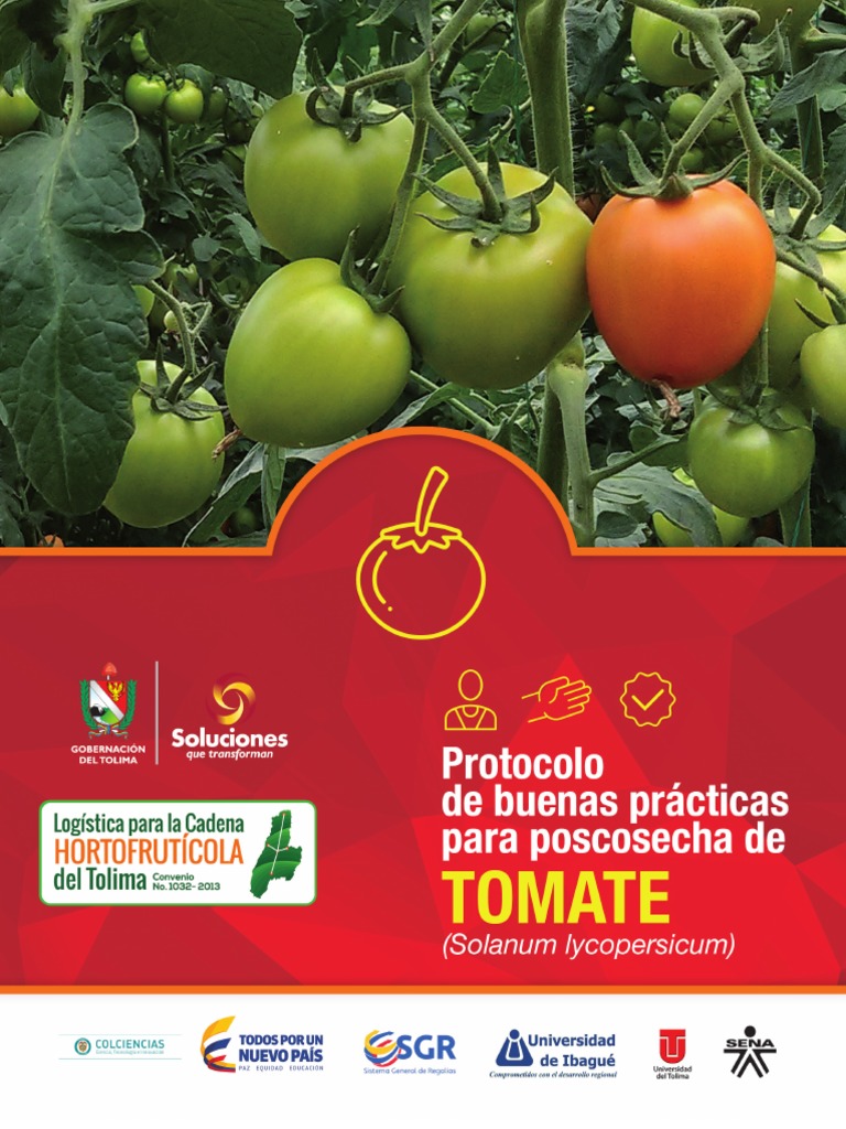 ProtocoloPoscosecha Tomate | PDF | Tomate | Fruta
