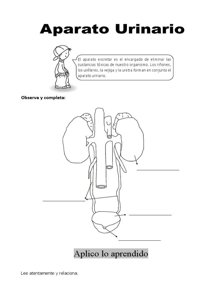 Ficha de Aparato Urinario para Tercero de Primaria | PDF