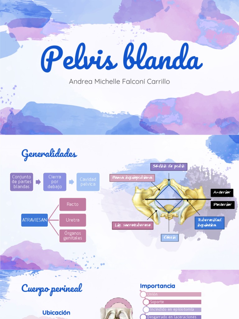 La anatomía de la pelvis blanda: una descripción detallada de la ...