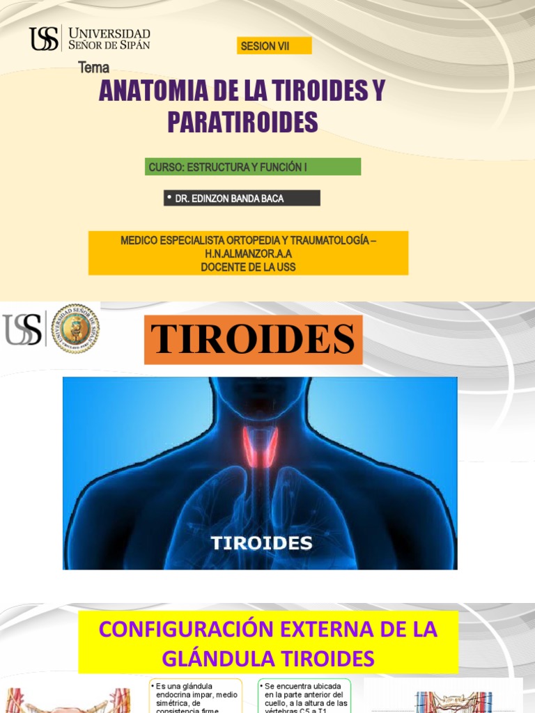 Anatomia de La Tiroides y Paratiroides | PDF | Glándula paratiroidea | Tiroides
